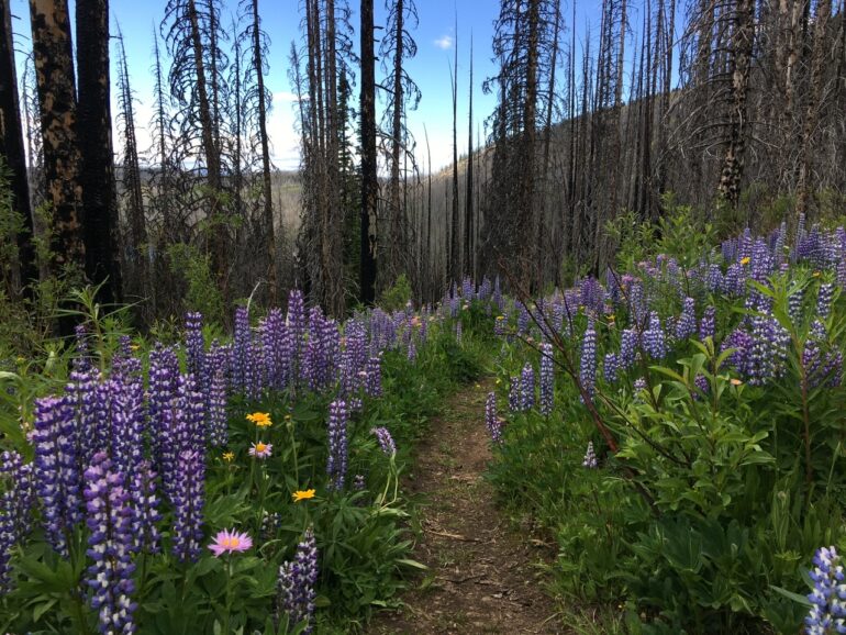 Middle Tiffany and Rock Mountain – TrailChick