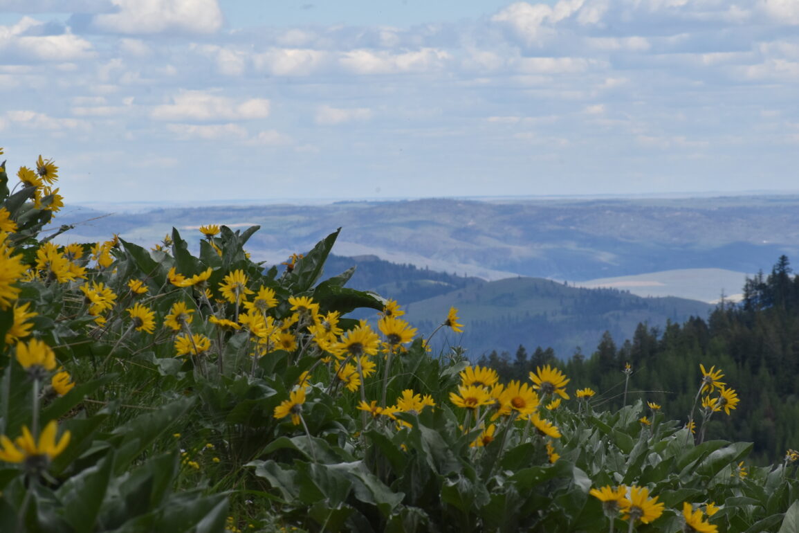 Muckamuck Mountain Lookout Site – TrailChick