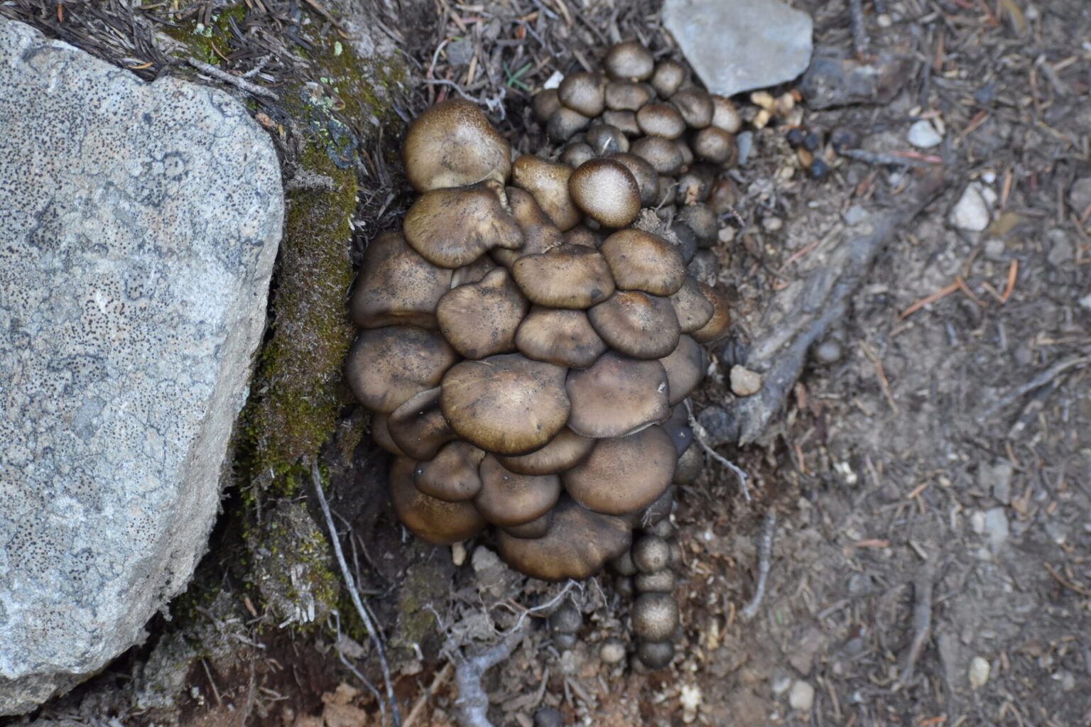 Backpacking to Heaven on the Devils Dome Loop – TrailChick