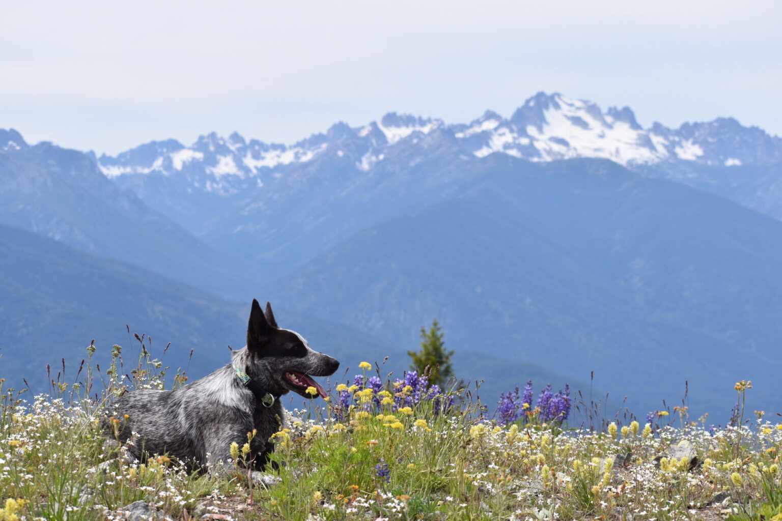 Fawn Peak – TrailChick