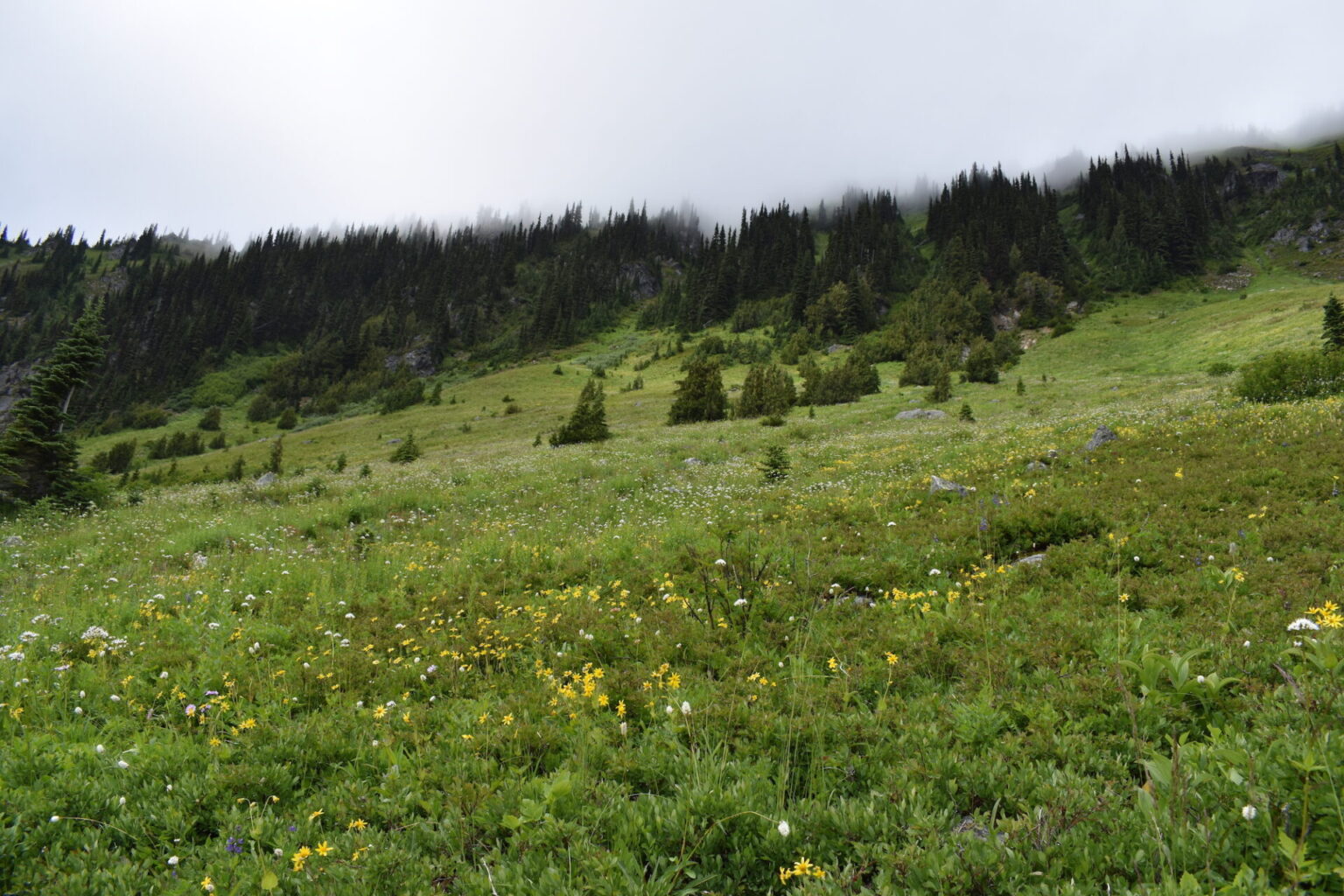 Backpacking the White Pass/Pilot Ridge Loop in the Glacier Peak ...
