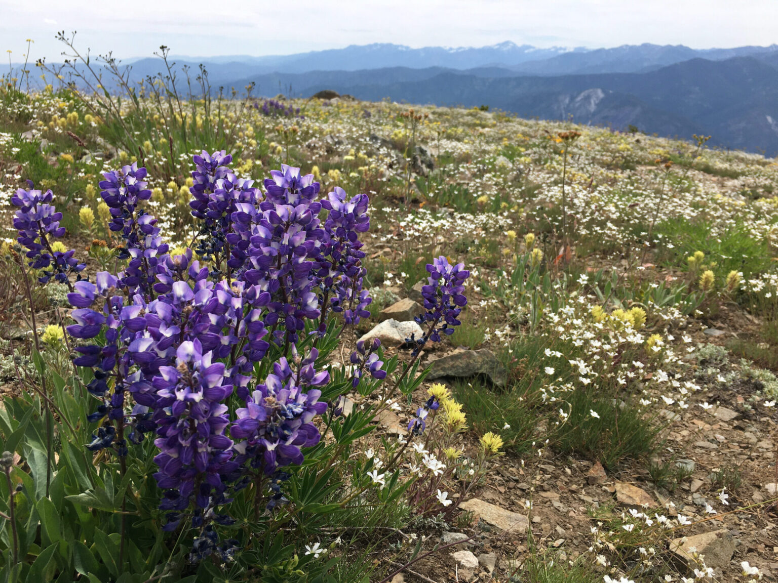 Fawn Peak – TrailChick