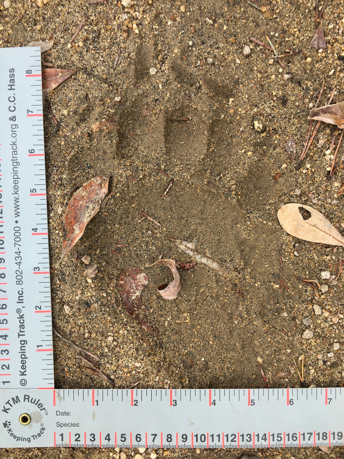 Cooper Mountain Lookout Site – TrailChick