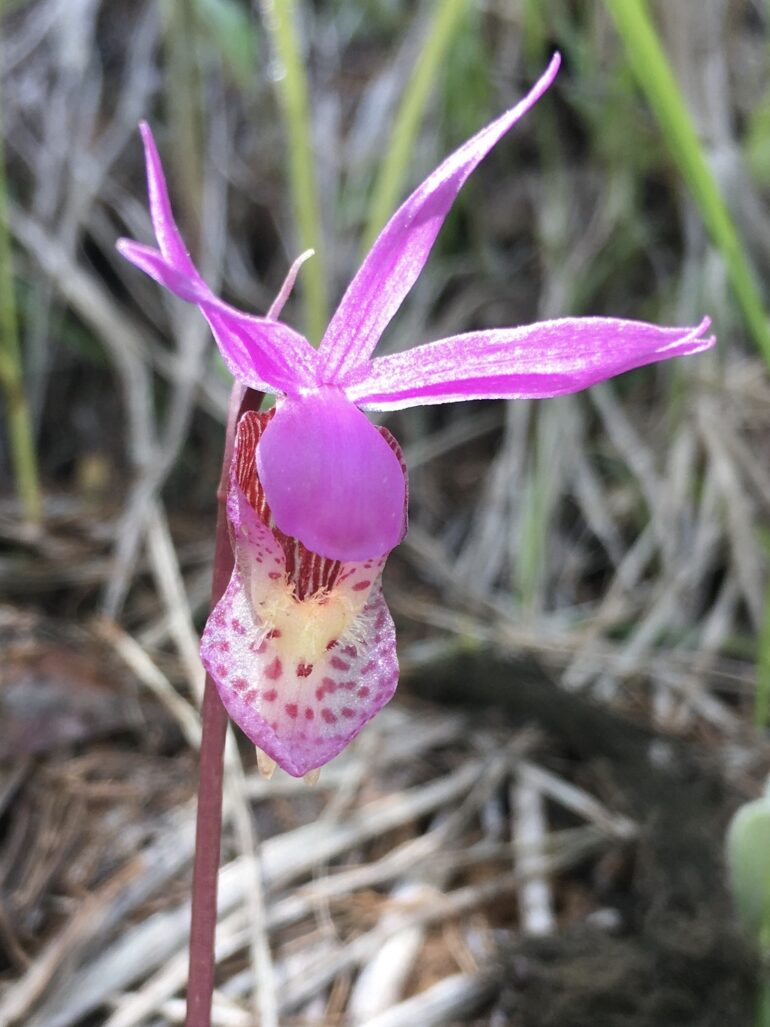 Muckamuck Mountain Lookout Site – TrailChick