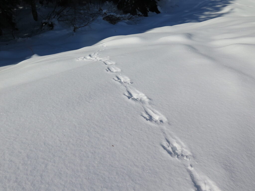 Snow Tracking with the Conservation Northwest Citizen Wildlife ...
