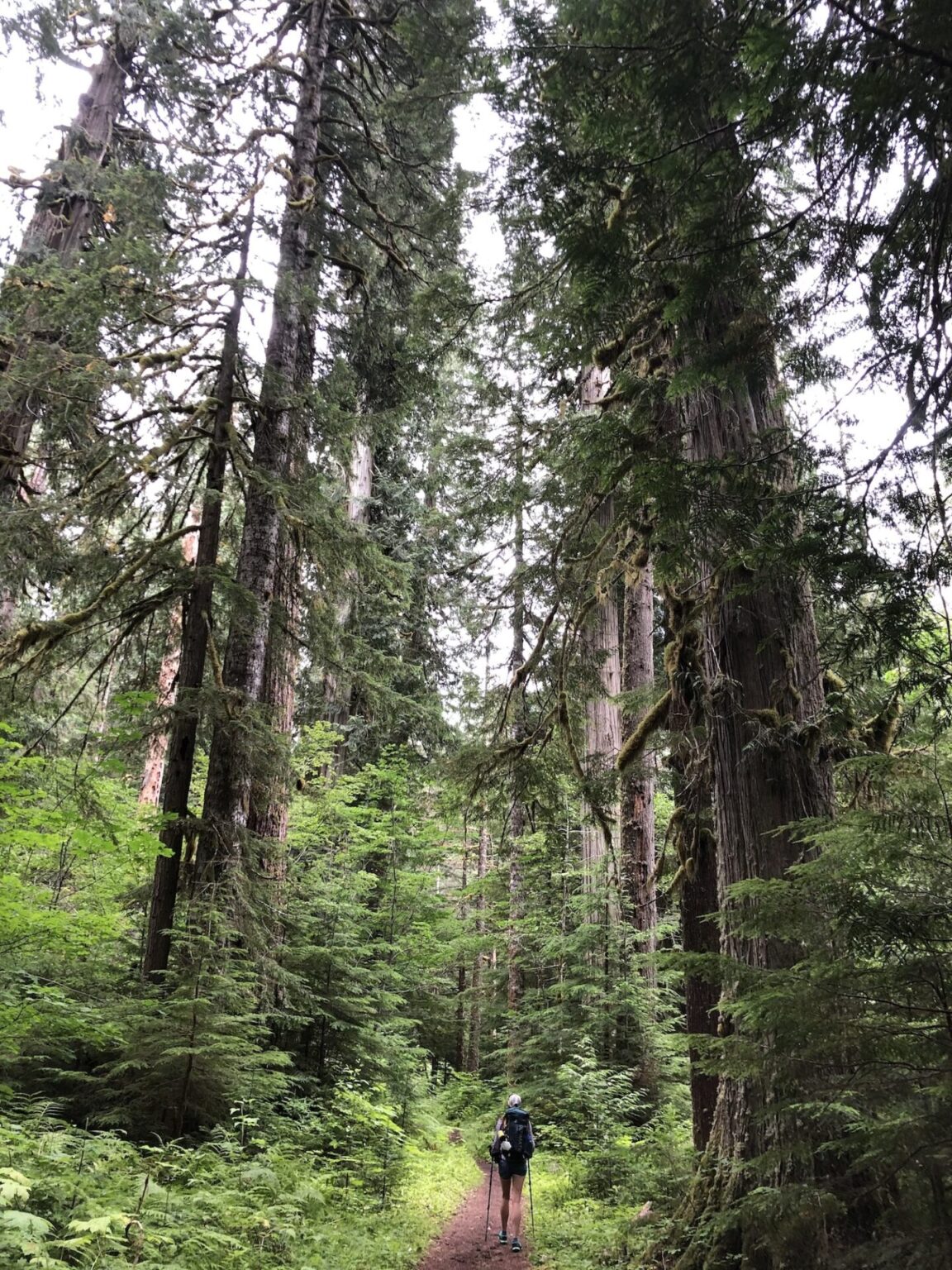 Backpacking the White Pass/Pilot Ridge Loop in the Glacier Peak ...