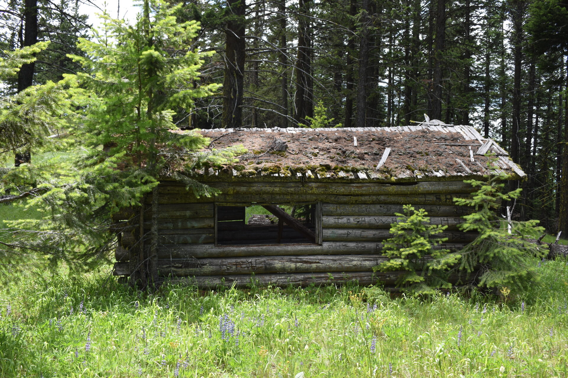 lynx-mountain-lookout – TrailChick